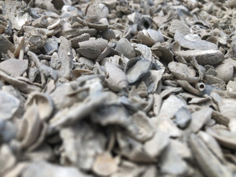 Seashells | Seaside Mulch